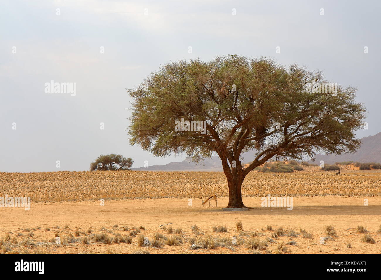 Sossusvlei: dead acacia trees in the Namib Desert, Namibia Stock Photo ...