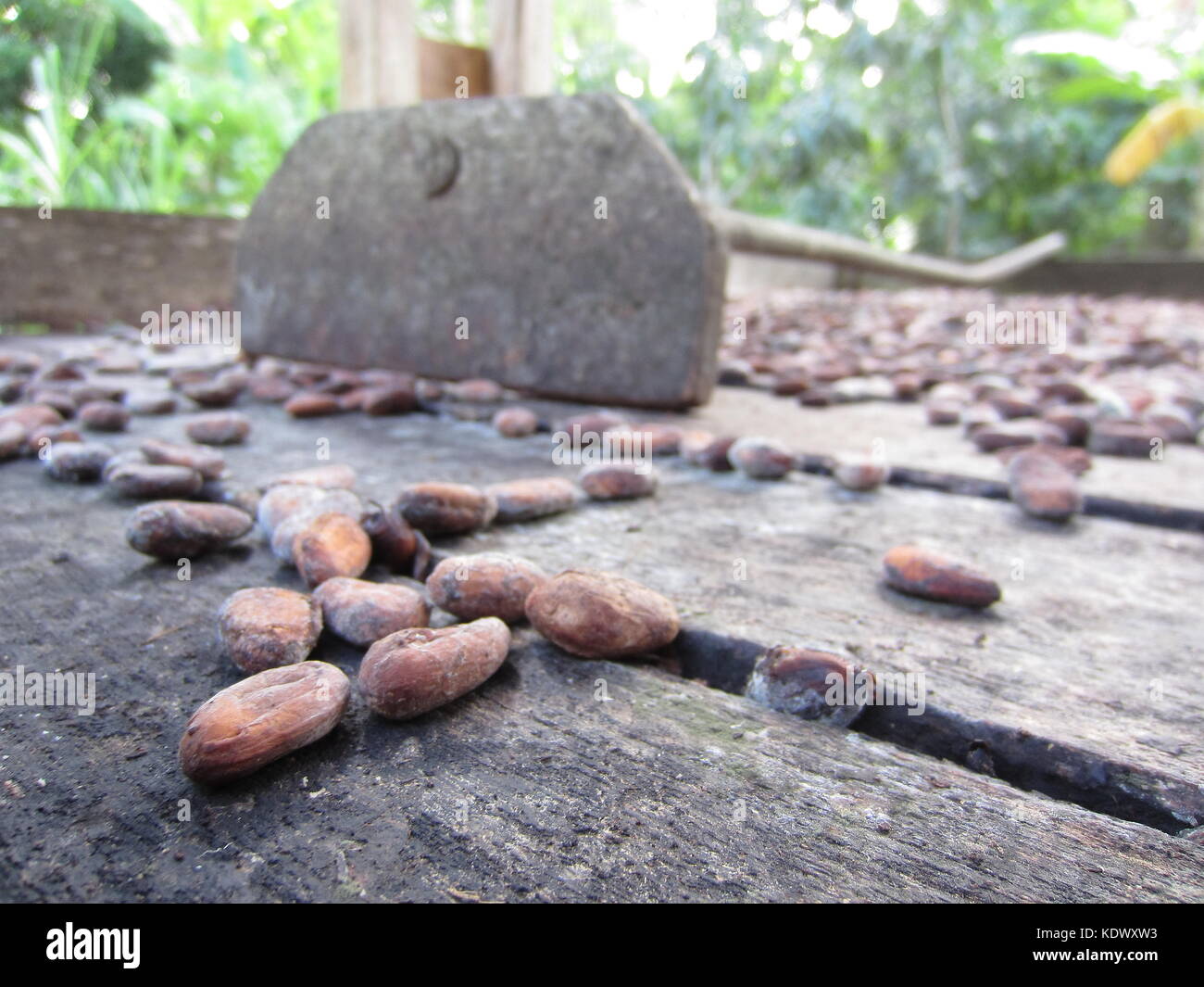 Harvesting cocoa hi-res stock photography and images - Alamy