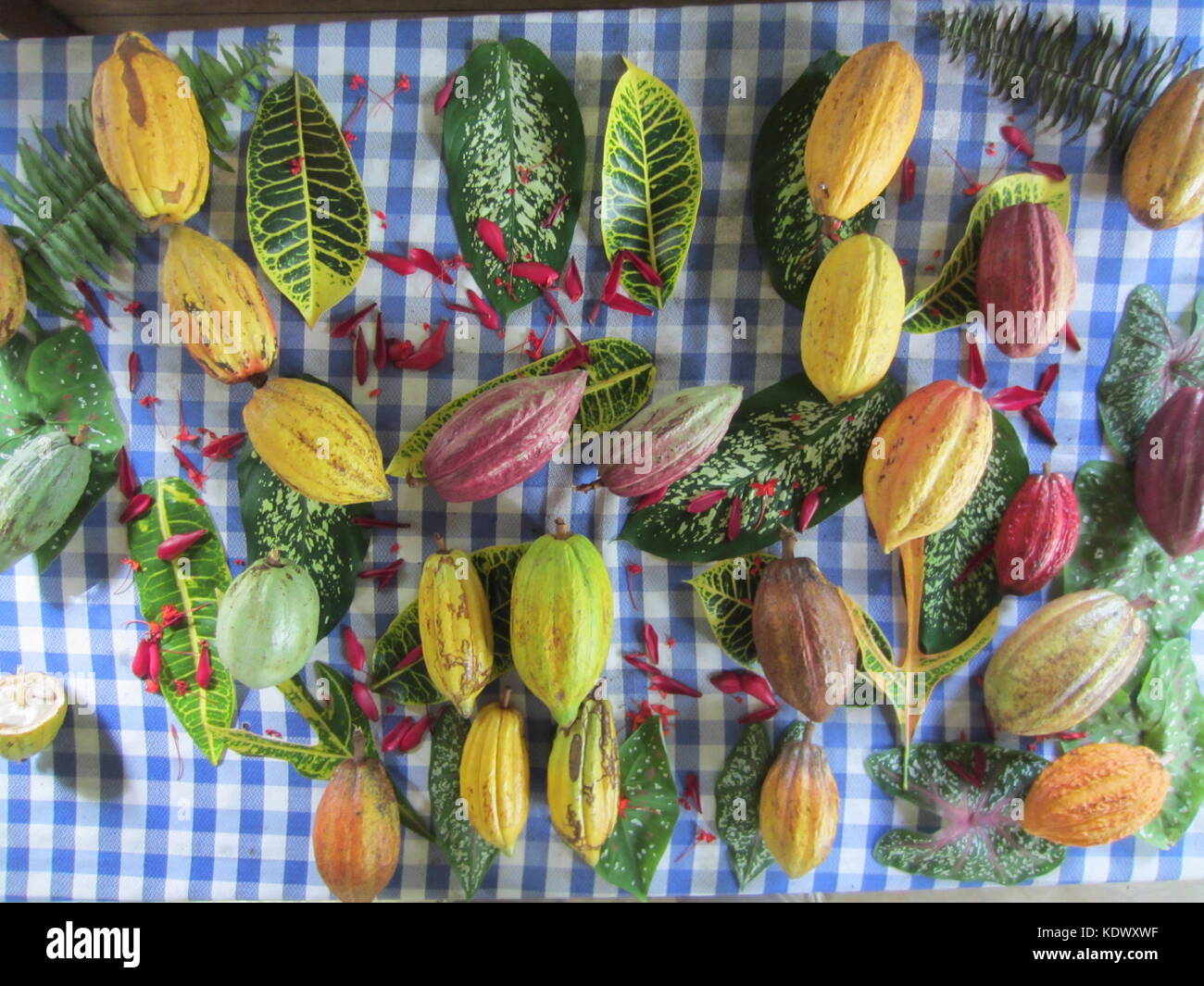 Harvesting cocoa bean hi-res stock photography and images - Alamy
