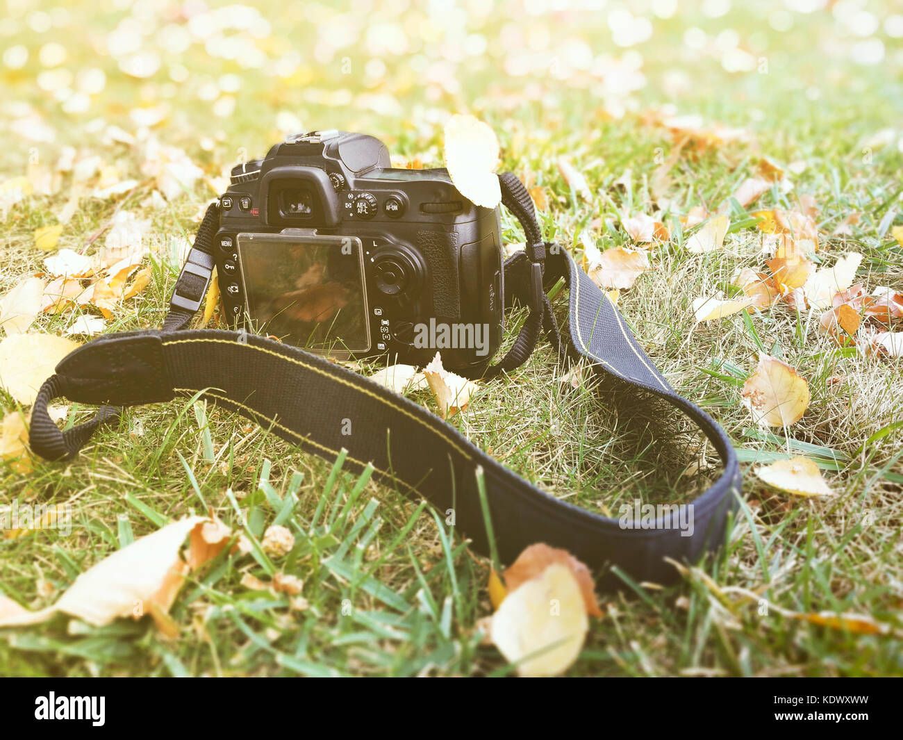 Black leaves hi-res stock photography and images - Alamy