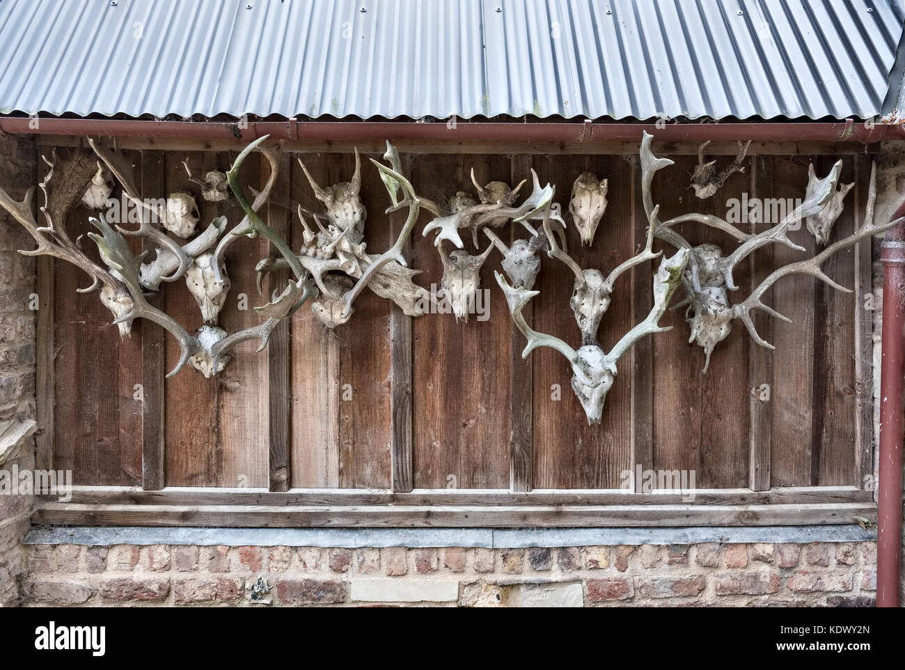 Deer skulls and antlers on the outside of a house in the Welsh ...