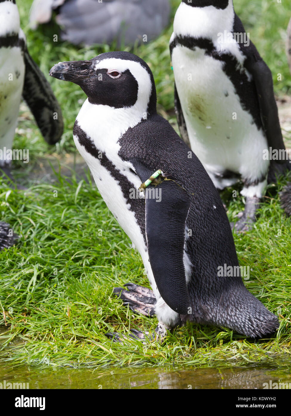 African Penguin, Spheniscus demersus, selective focus on head Stock ...