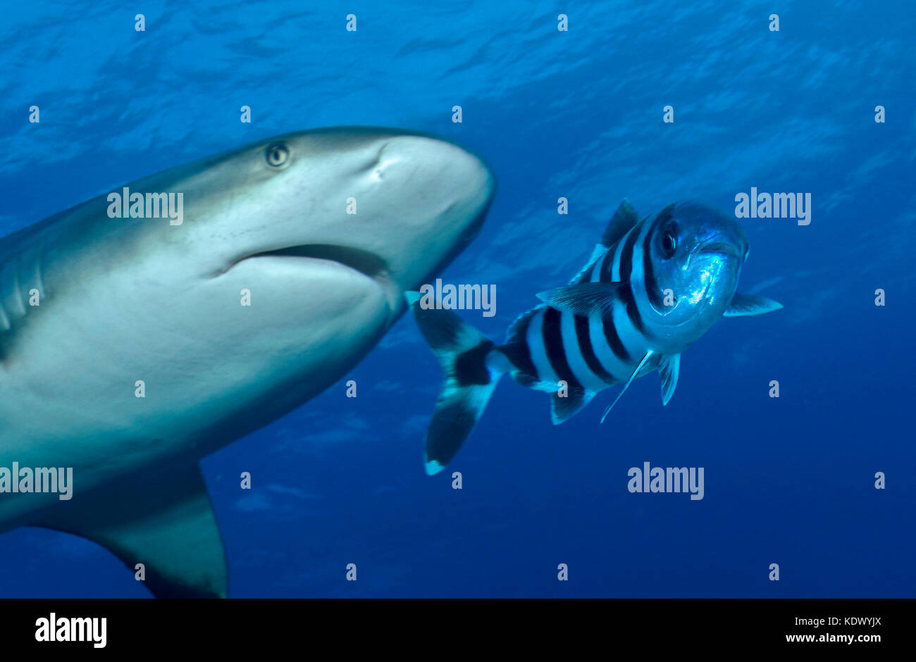 Seas And Stripes High Resolution Stock Photography and Images - Alamy