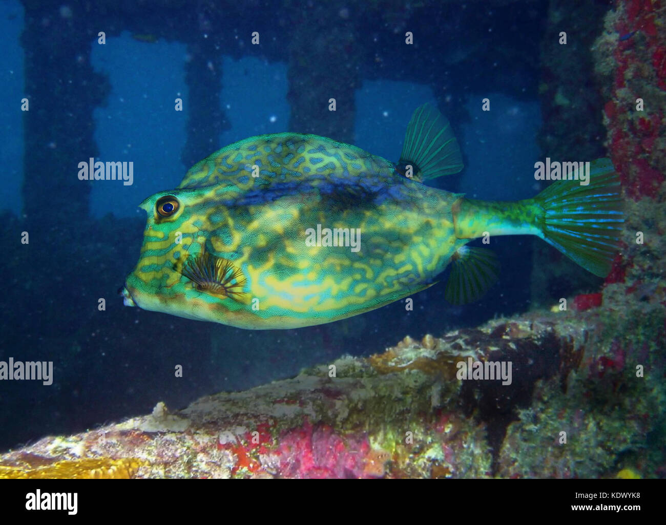 Acanthostracion Quadricornis High Resolution Stock Photography and ...