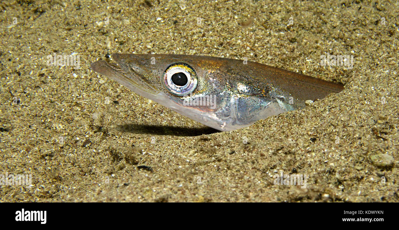 Sand Lance Fish High Resolution Stock Photography and Images - Alamy