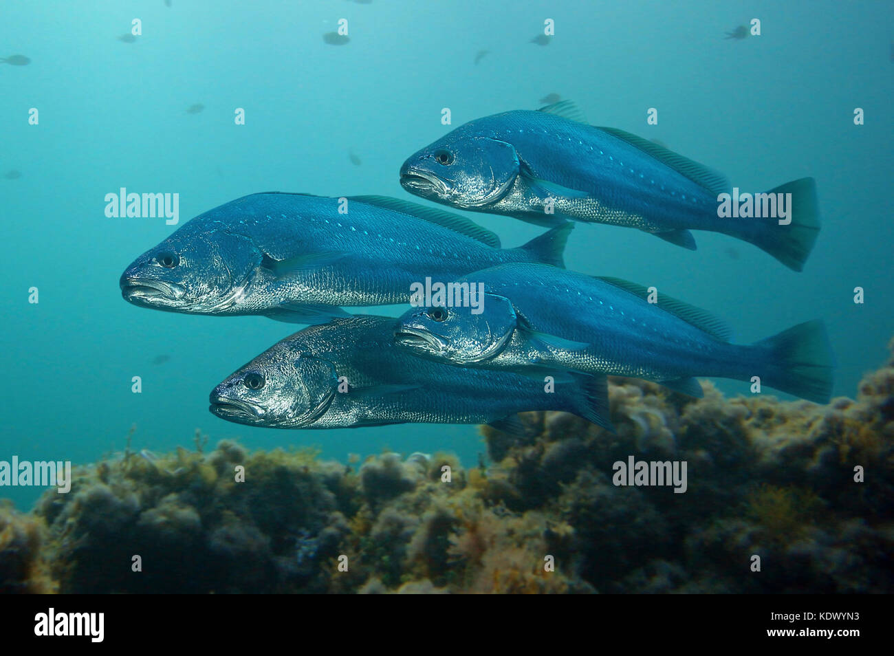 Croaker Stock Photos & Croaker Stock Images - Alamy