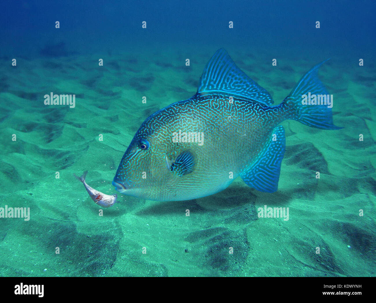 Capriscus High Resolution Stock Photography and Images - Alamy