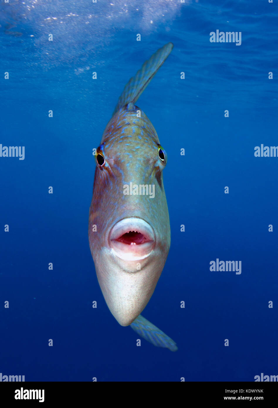 Capriscus High Resolution Stock Photography and Images - Alamy