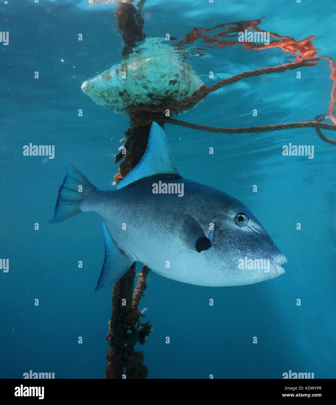 Ocean Tally High Resolution Stock Photography and Images - Alamy