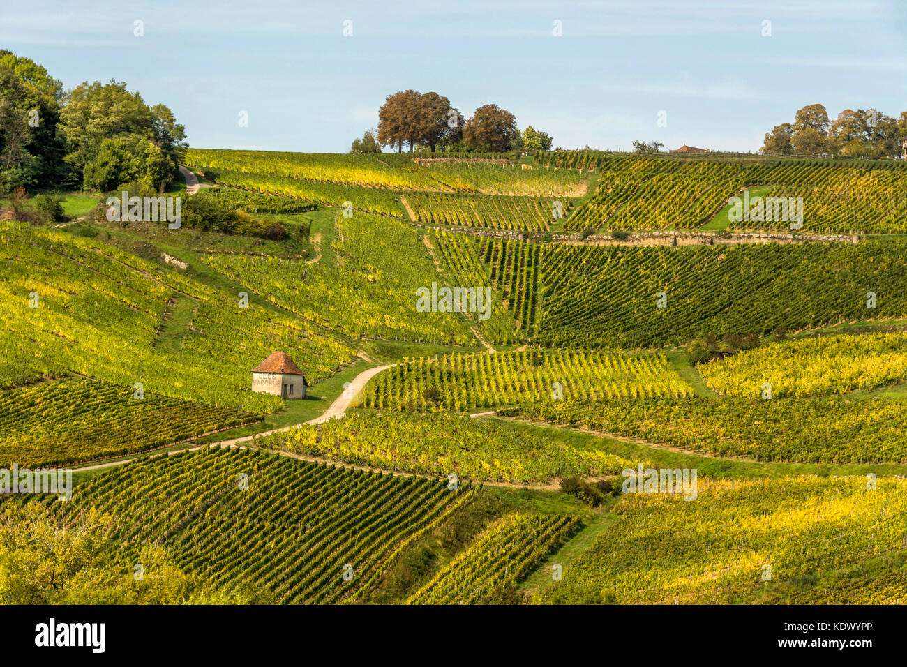 Vineyards of Chateau-Chalon village, one of the Most Beautiful Villages ...