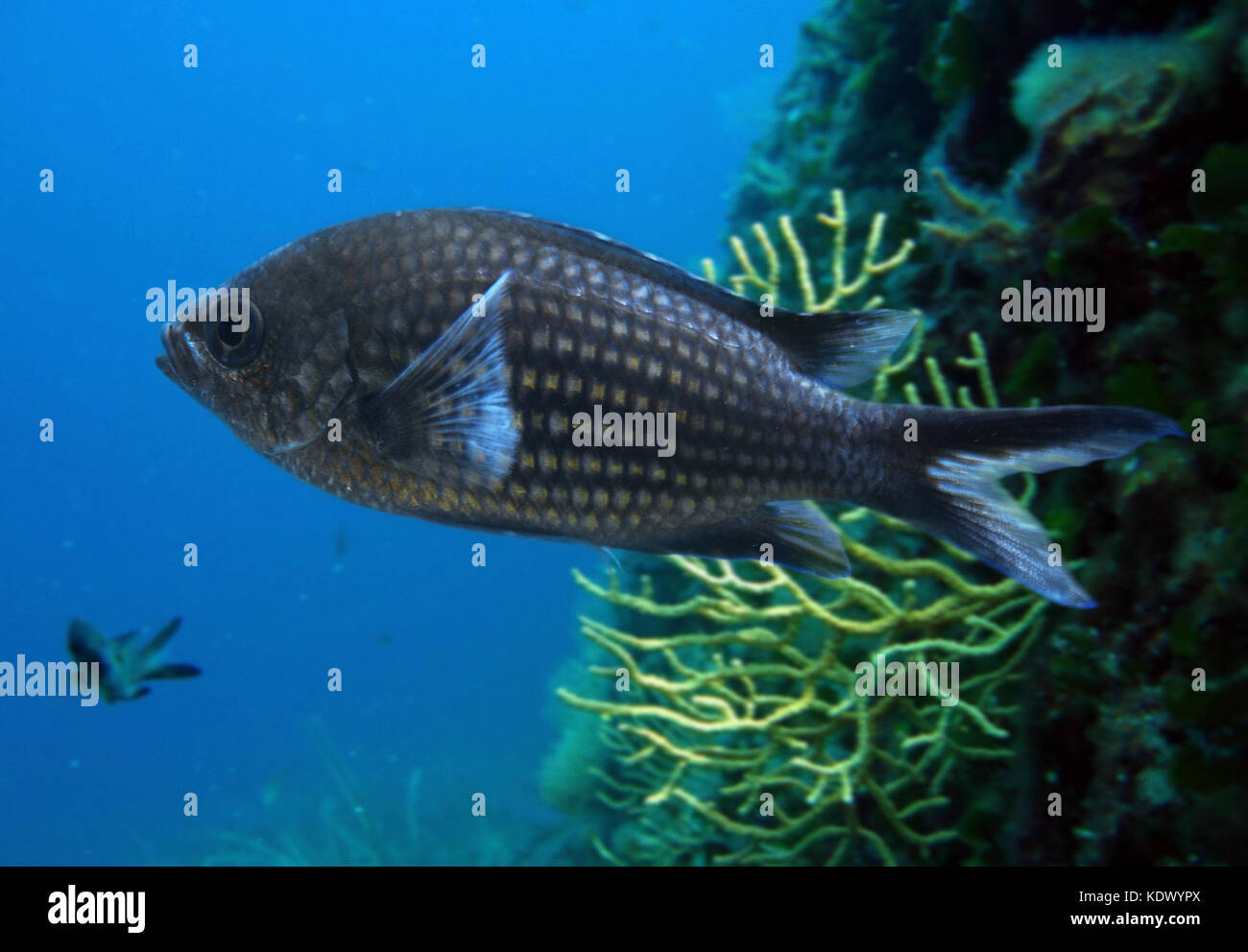 Atlantic Damselfish High Resolution Stock Photography and Images - Alamy