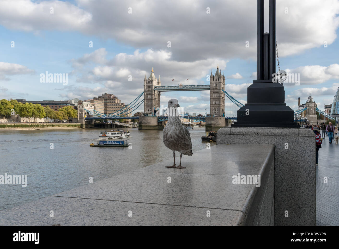 London Seagull High Resolution Stock Photography and Images - Alamy