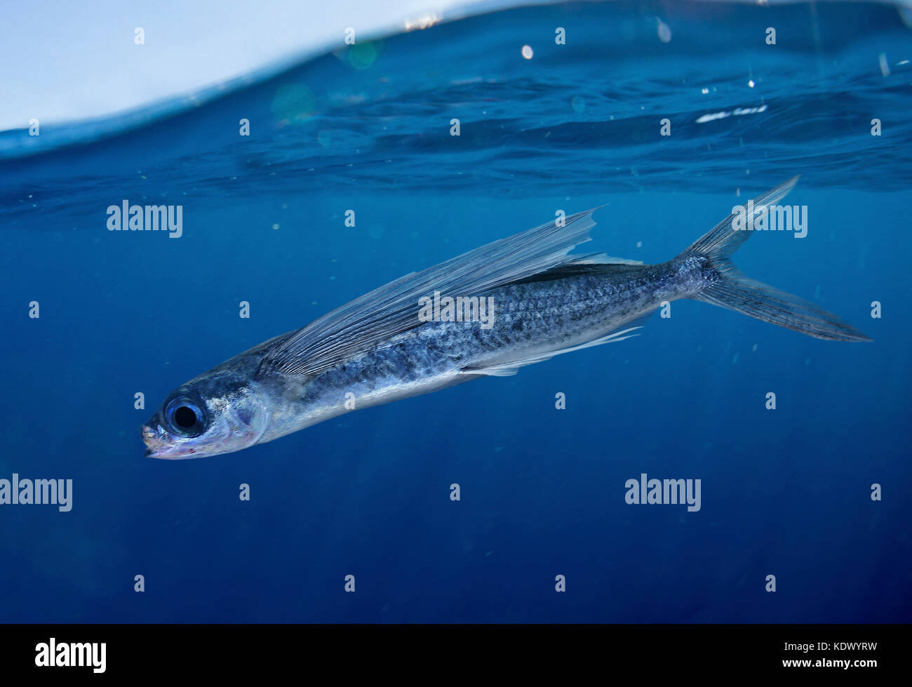 Exocoetus High Resolution Stock Photography and Images - Alamy