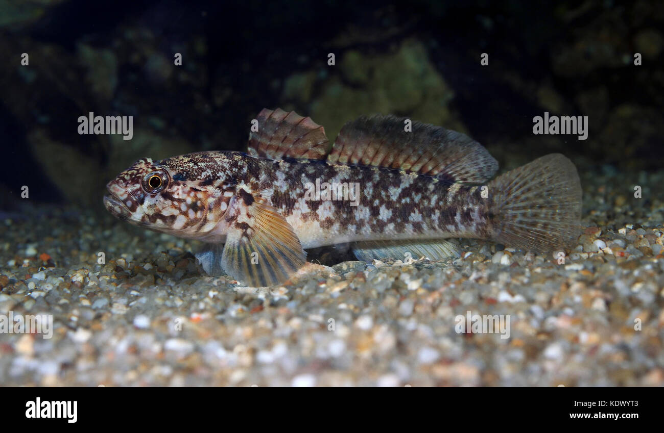 Sand Gobies High Resolution Stock Photography and Images - Alamy