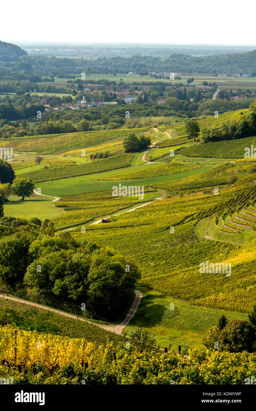 Vineyards of Chateau-Chalon village, one of the Most Beautiful Villages ...