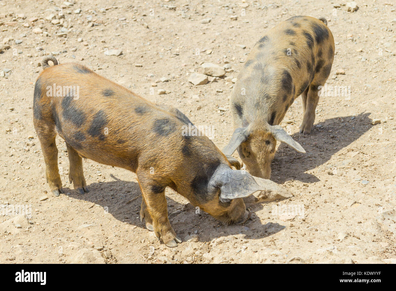 Portugal Cove Pig Farm at Gilberto Mccord blog