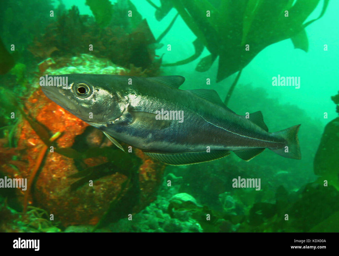 English Whiting Fish Stock Photos & English Whiting Fish Stock Images ...