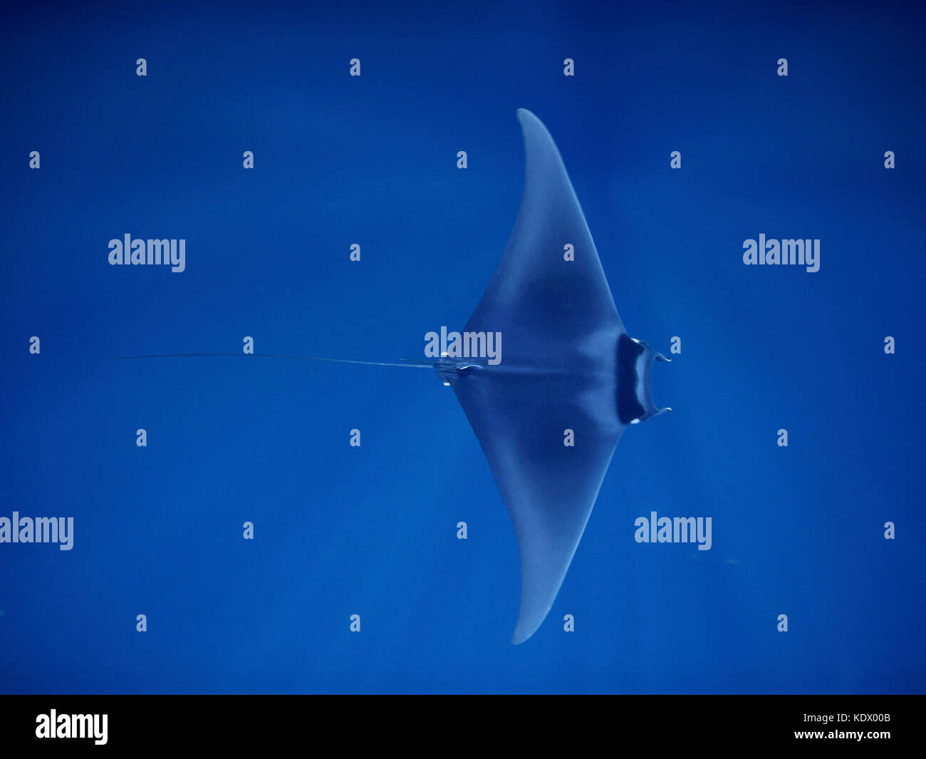 Mobula Ray Stock Photos & Mobula Ray Stock Images - Alamy