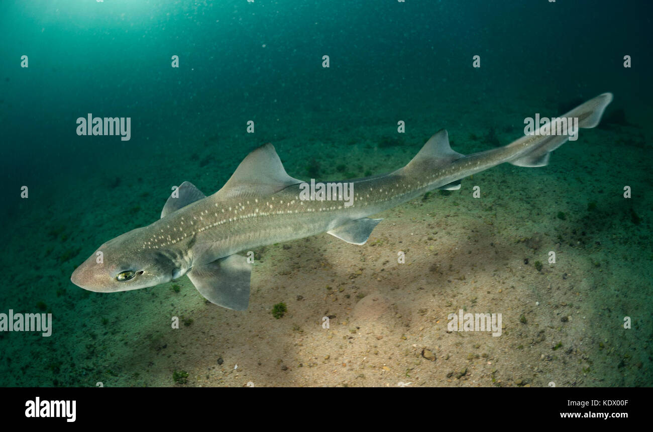 Mustelus High Resolution Stock Photography and Images - Alamy