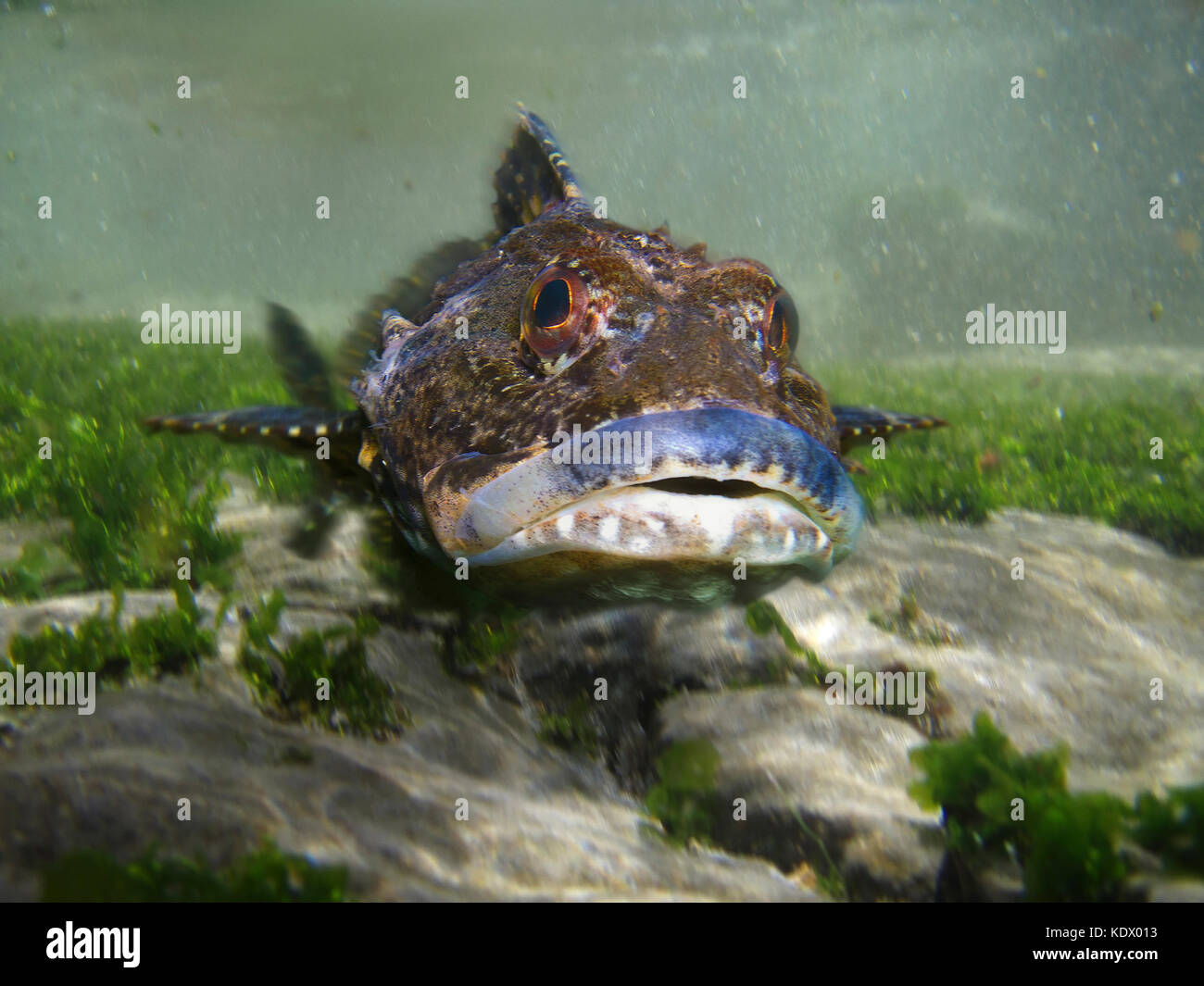 Bull Fish High Resolution Stock Photography and Images - Alamy