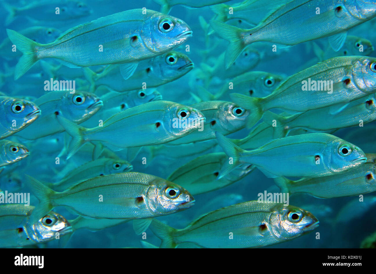 Northern Spanish Food High Resolution Stock Photography and Images - Alamy