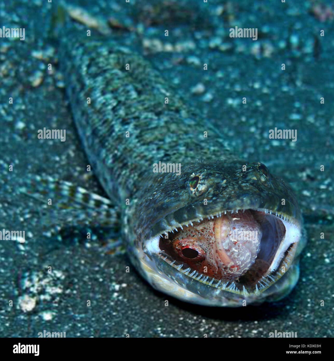 Game Fisheries High Resolution Stock Photography and Images - Alamy