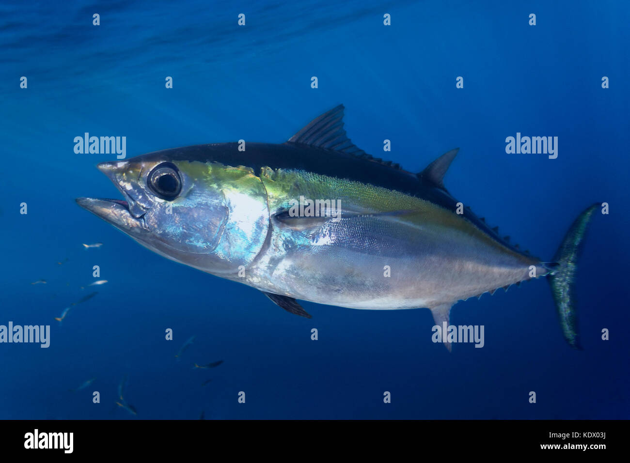Blackfin High Resolution Stock Photography and Images - Alamy