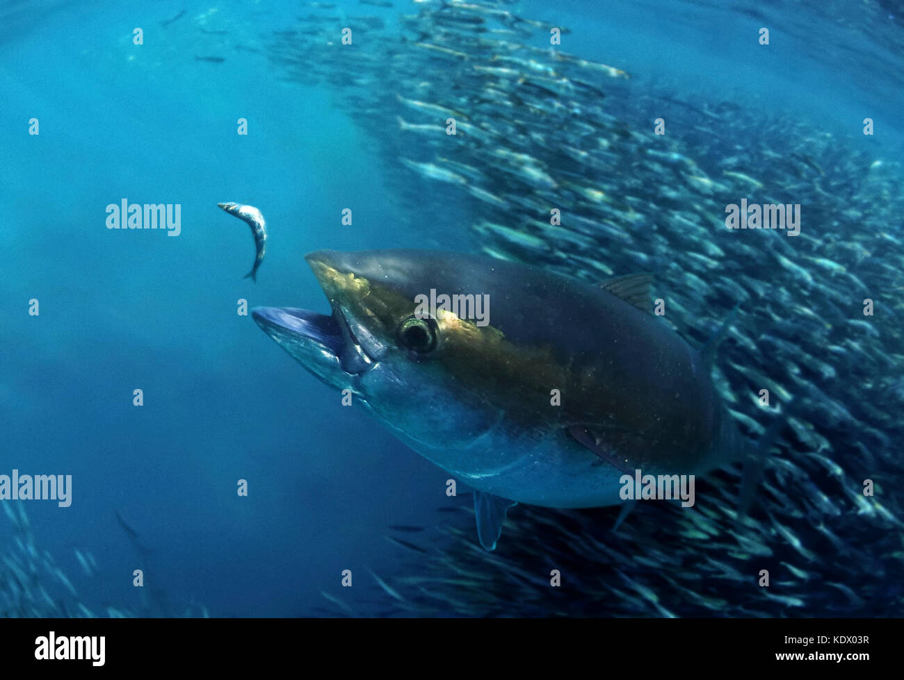 Prey Predator Run High Resolution Stock Photography and Images - Alamy
