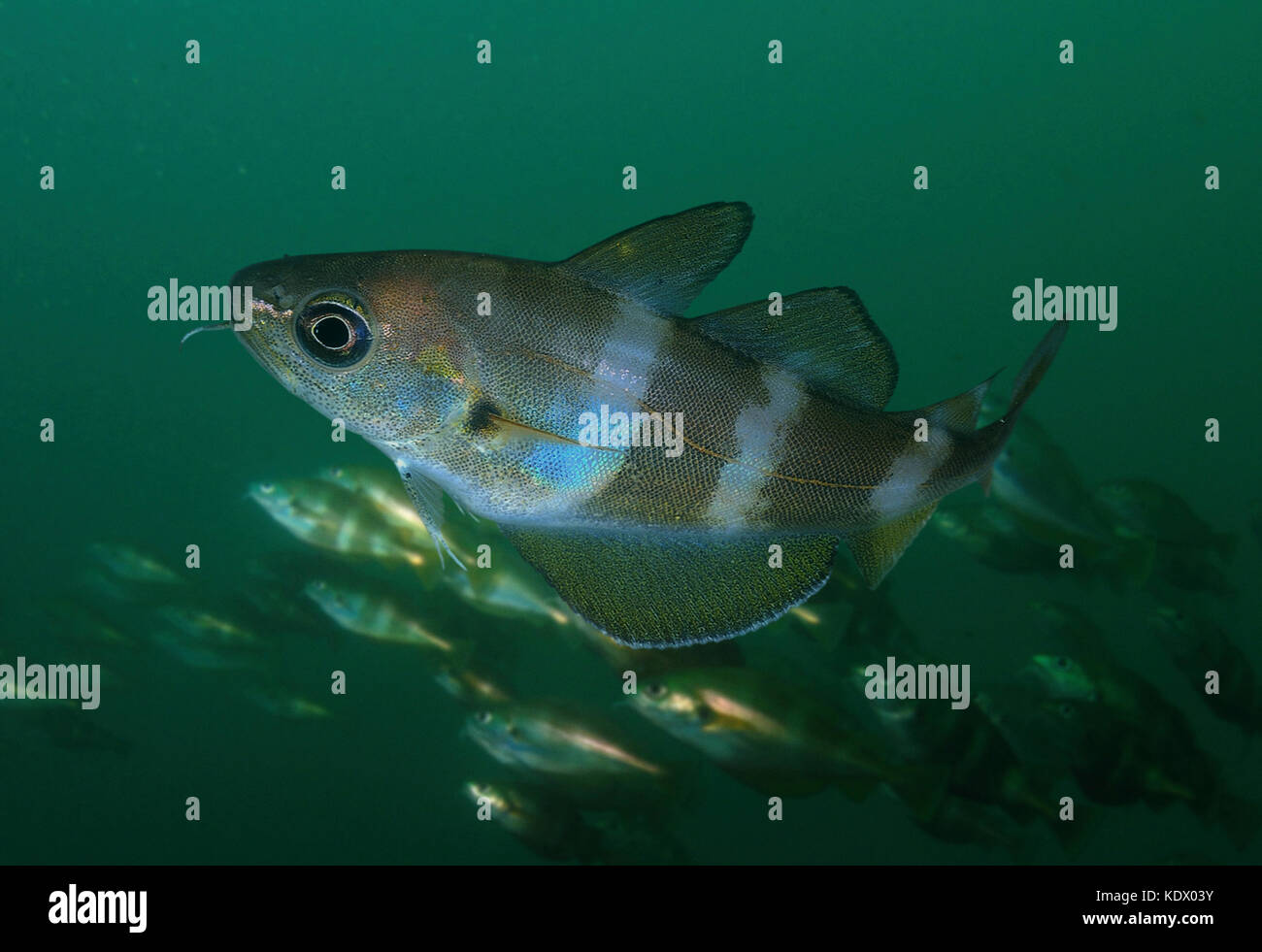 Pout Fish Stock Photos & Pout Fish Stock Images - Alamy