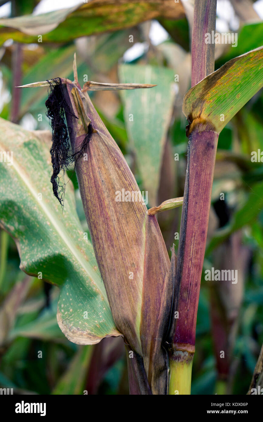 Corn cob on corn plant with leaves on conventional corn field Stock ...