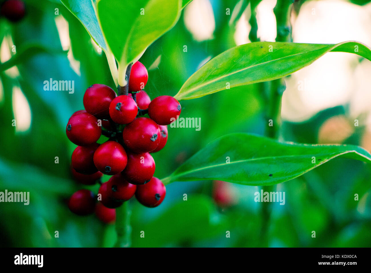 Small red berries on plant with green leaves in autumn Stock Photo - Alamy