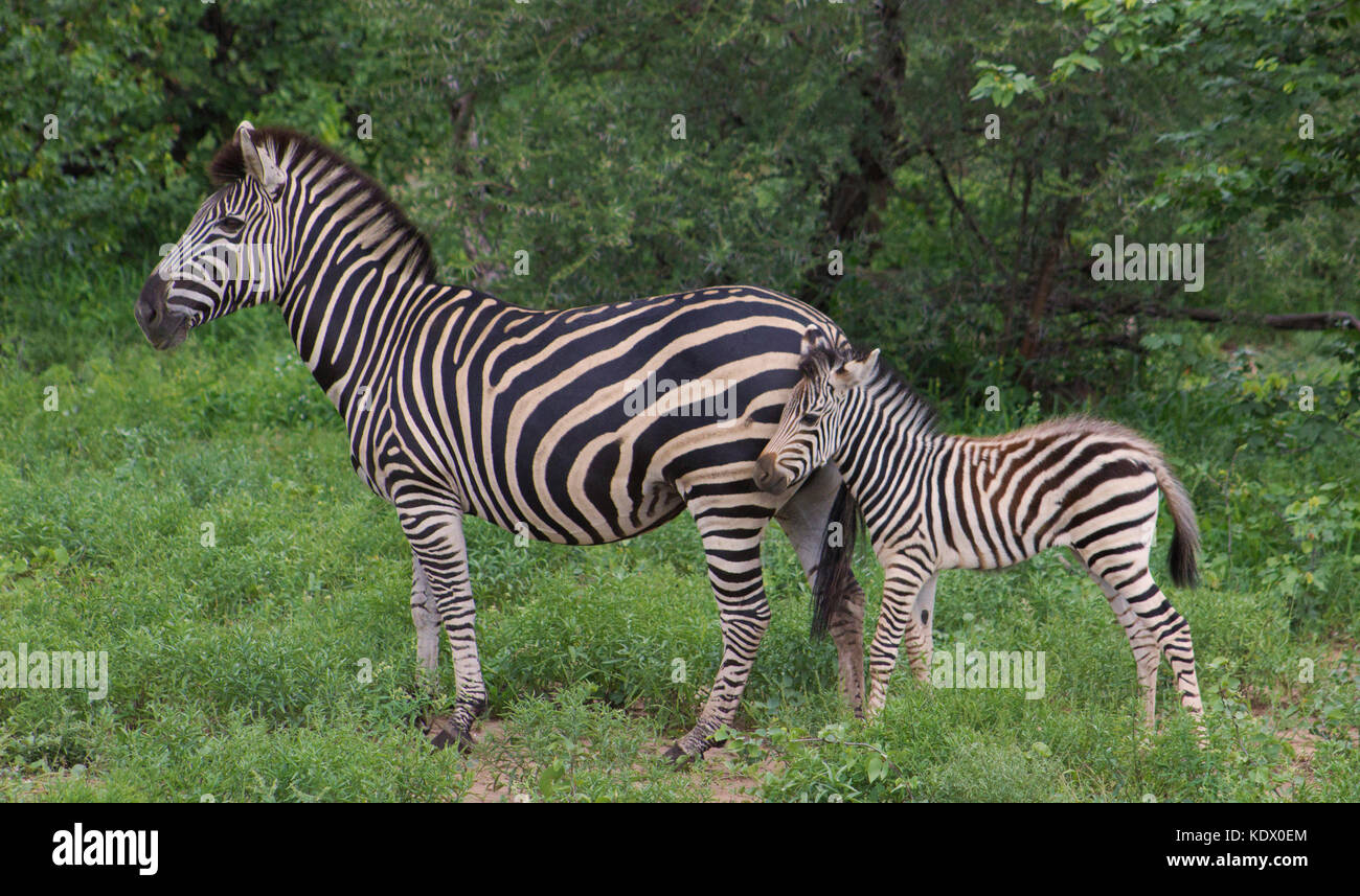 Zebra calf hi-res stock photography and images - Alamy