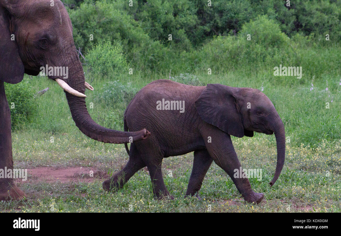 Elephant mother and calf, Mashatu, Northern Tuli Game Reserve, Botswana ...