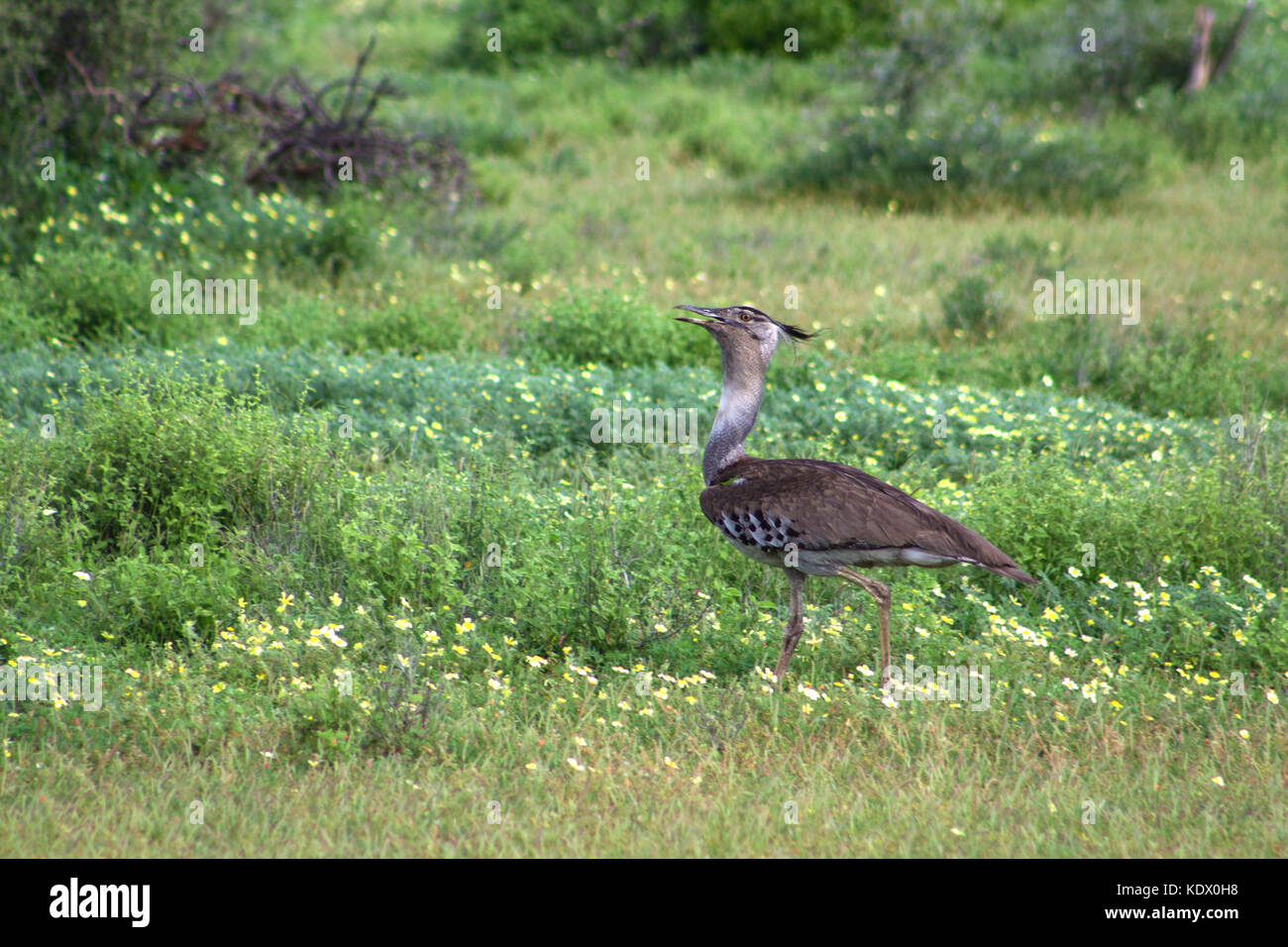 Kori Bustard, Northern Tuli Game Reserve, Botswana Stock Photo - Alamy