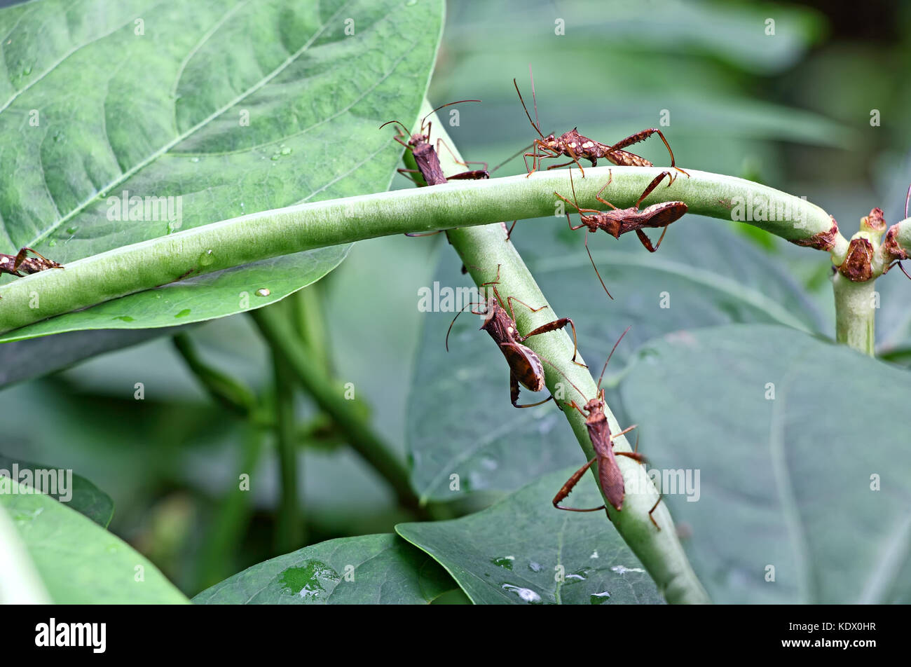 Gnat pests, Leptocorisa oratorius, which attack peas and paddy, perched ...