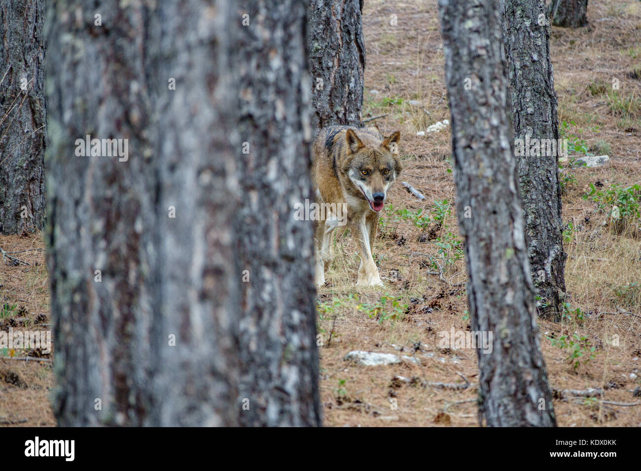 Canis Lupus Signatus between pine tree trunks n3 Stock Photo - Alamy