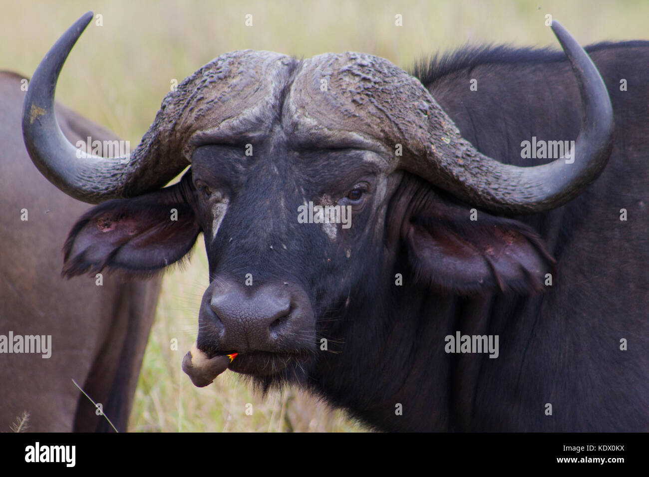 Male Cape Buffalo Portrait, Kruger National Park, South Africa Stock ...
