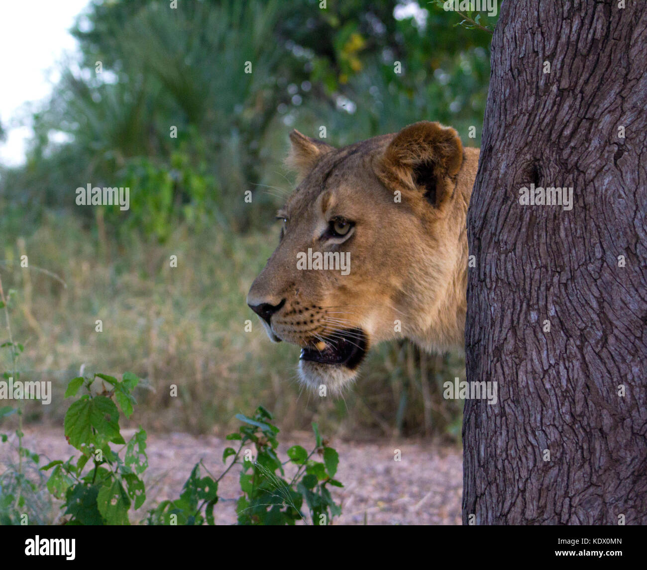 Lioness looking around tree, Kruger National Park, South Africa Stock ...