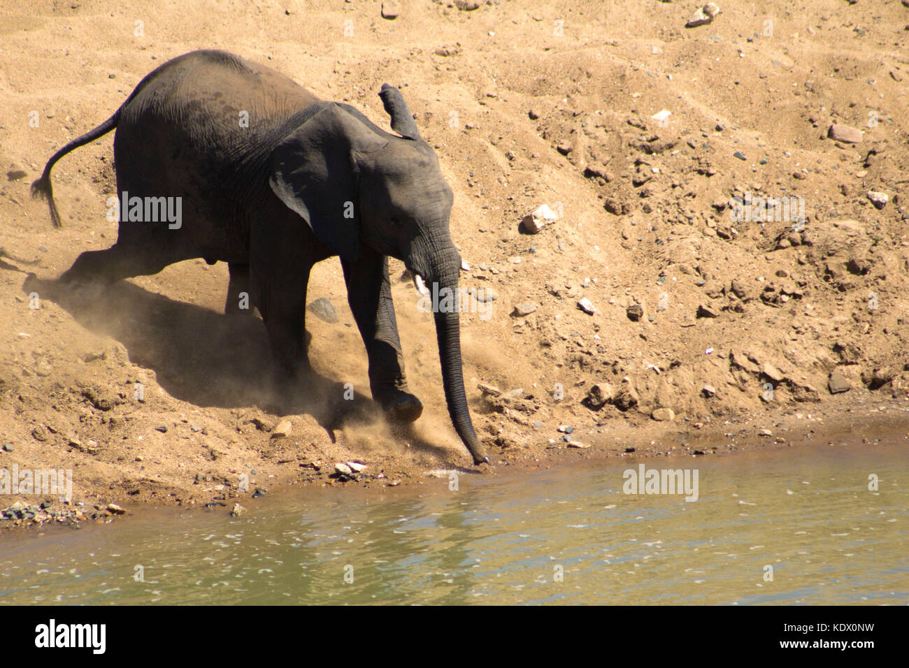 Elephant running hi-res stock photography and images - Alamy