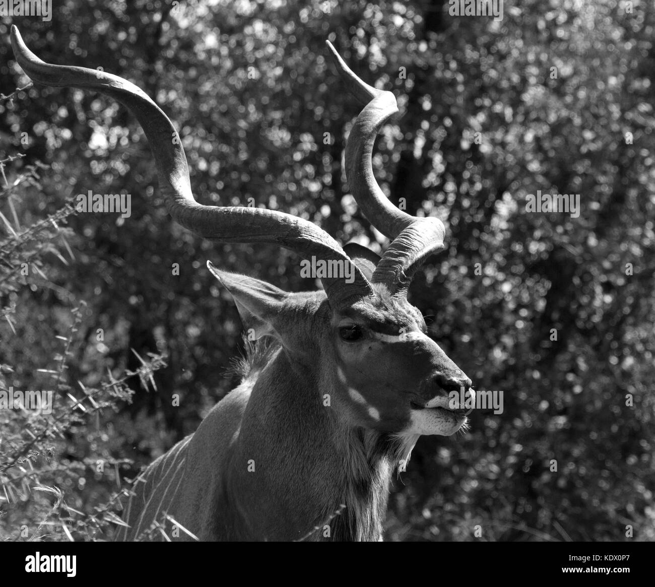 South african bull hi-res stock photography and images - Alamy