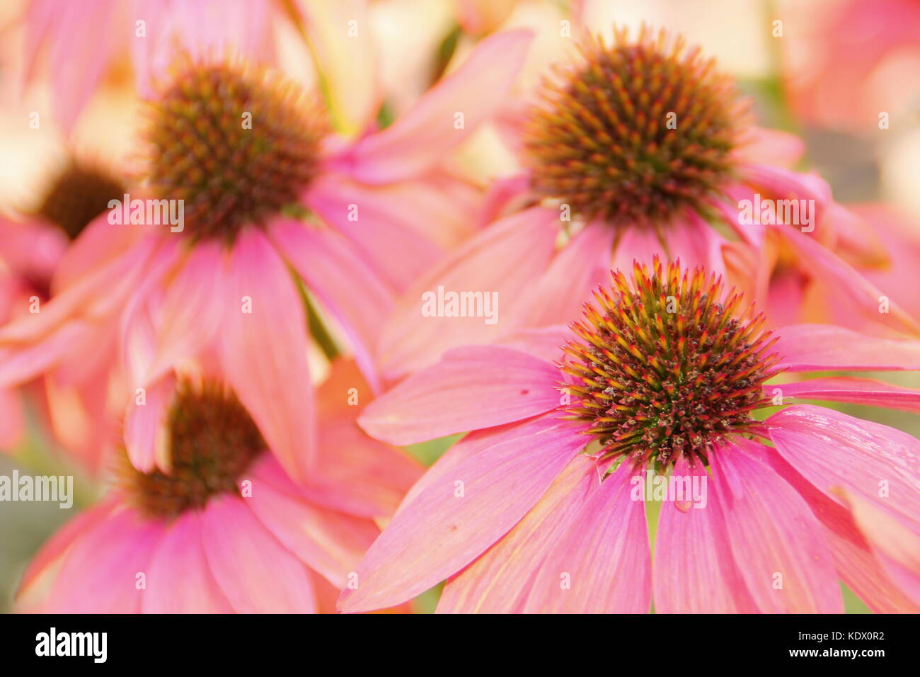 Echinacea 'Cheyenne Spirit', a hybrid coneflower, in full bloom in the ...