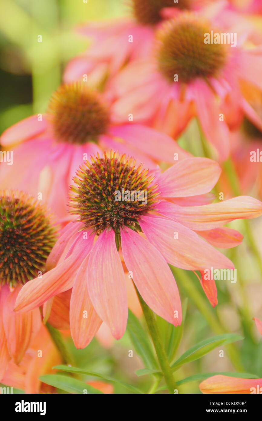 Echinacea 'Cheyenne Spirit', a hybrid coneflower, in full bloom in the ...