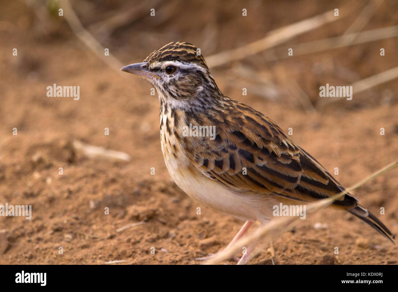 Sabota lark hi-res stock photography and images - Alamy