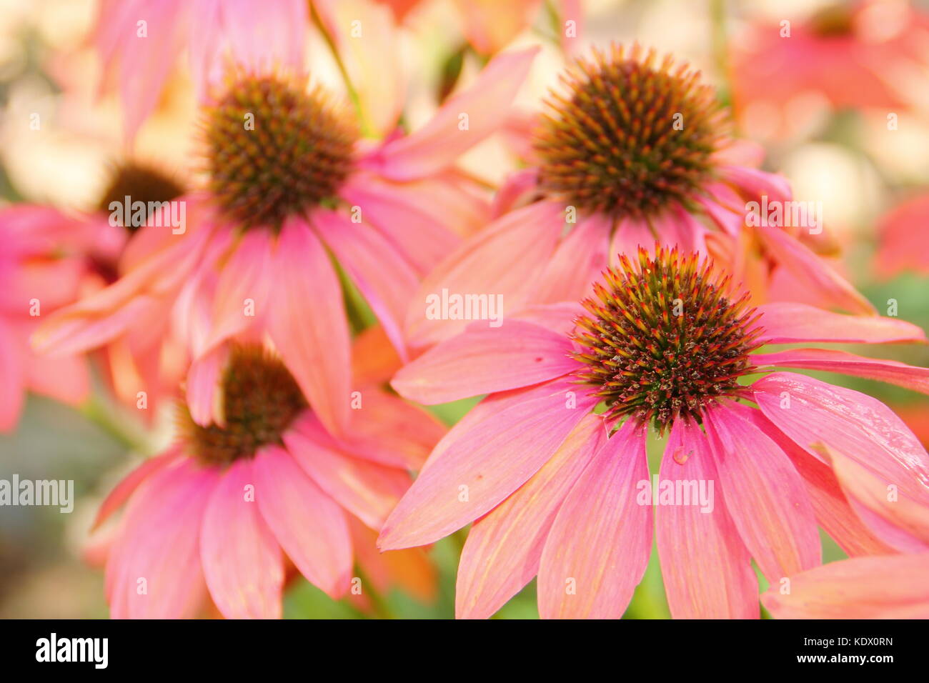 Echinacea 'Cheyenne Spirit', a hybrid coneflower, in full bloom in the ...