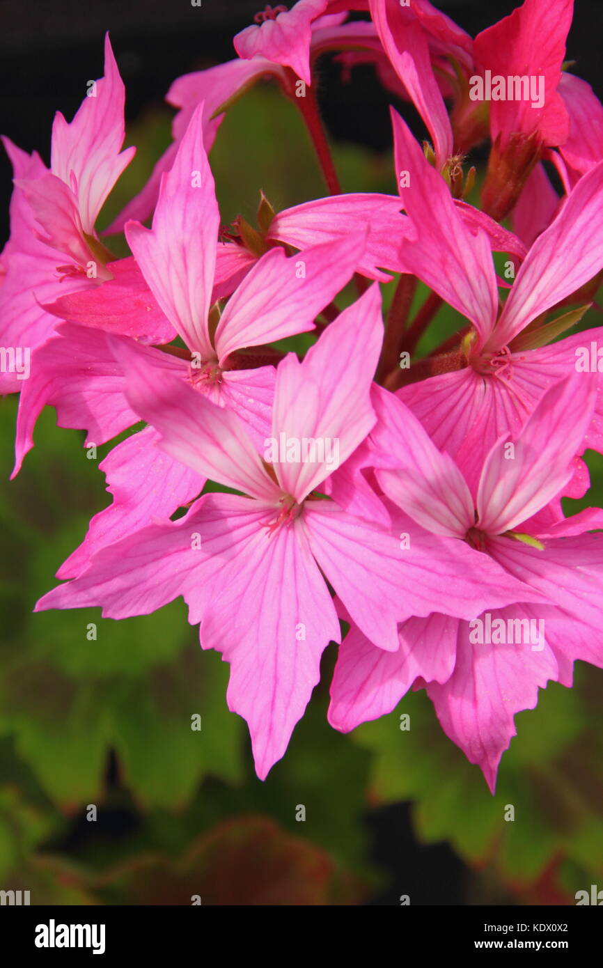 Geranium 'fireworks' hi-res stock photography and images - Alamy