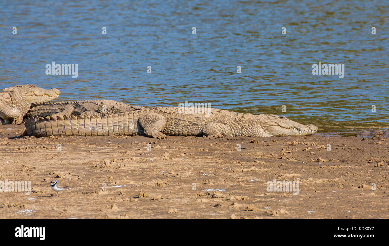 Crocodilia Order High Resolution Stock Photography and Images - Alamy