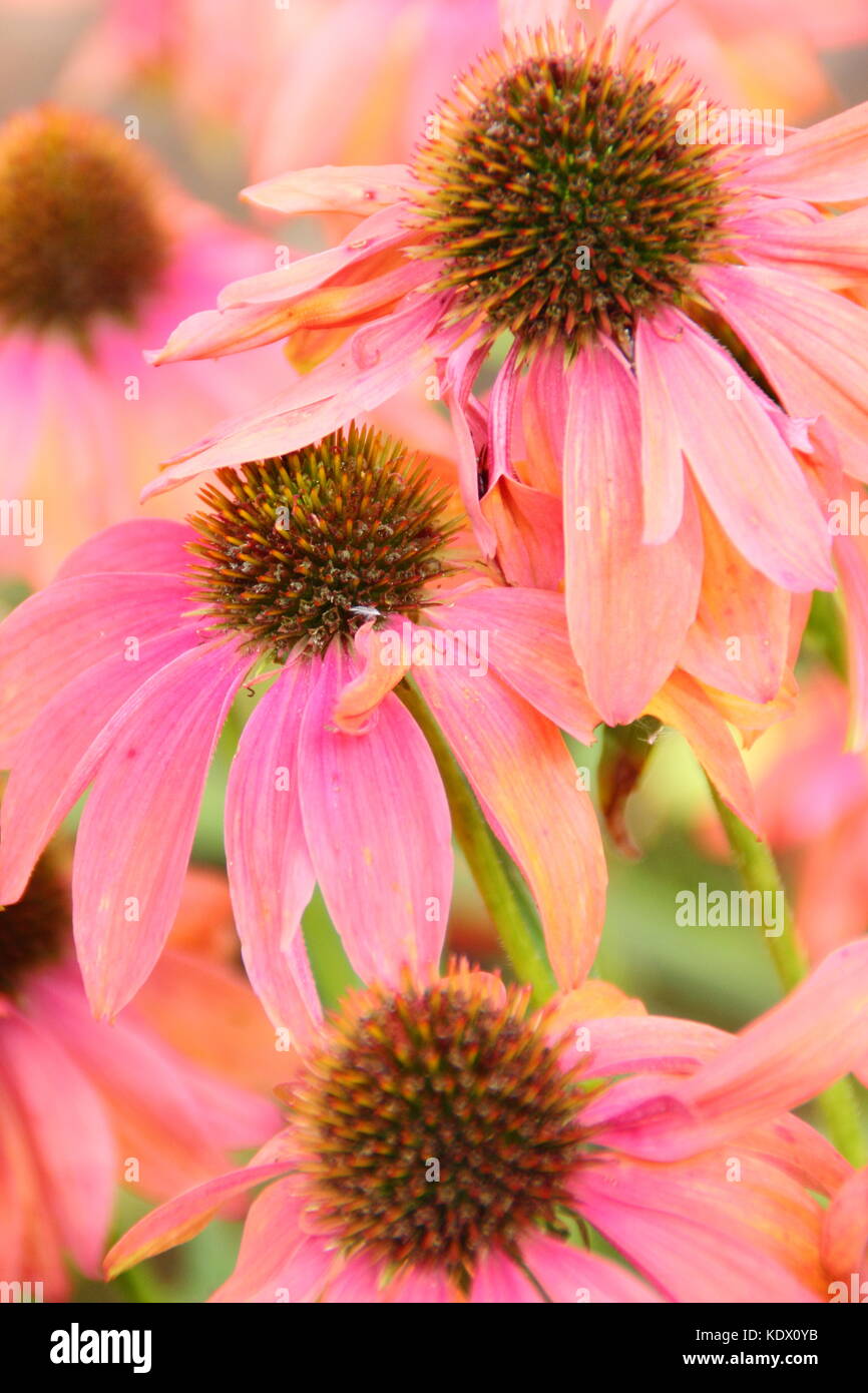 Echinacea 'Cheyenne Spirit', a hybrid coneflower, in full bloom in the ...