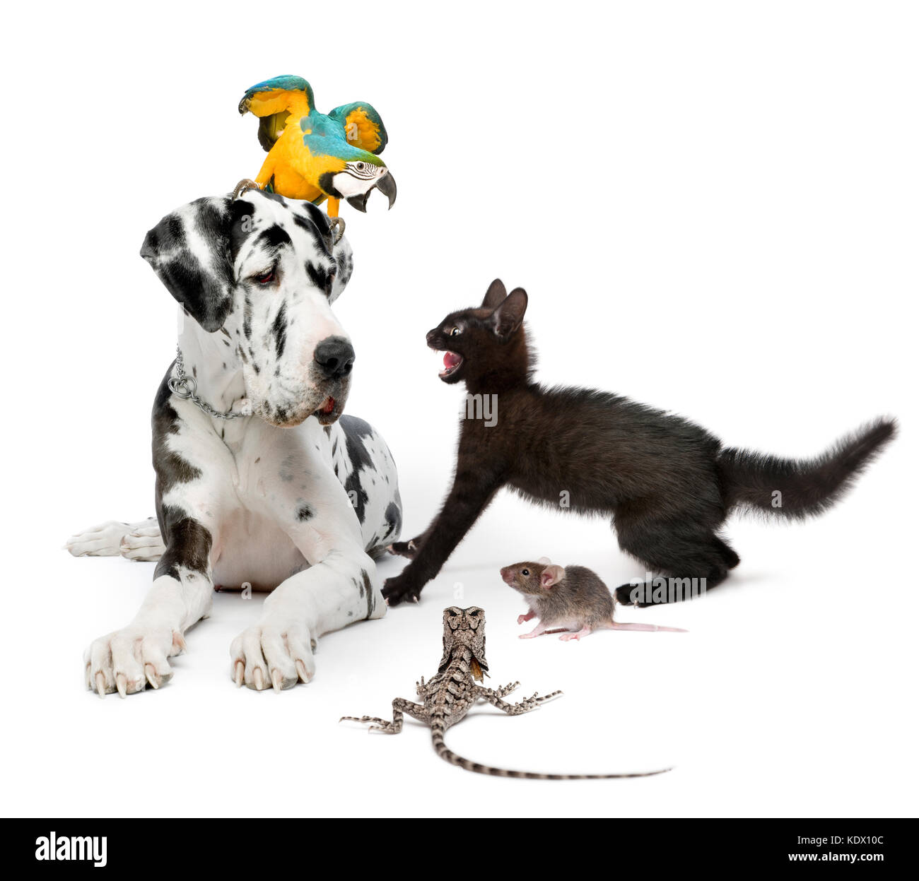 Front view group wild Cut Out Stock Images & Pictures - Alamy