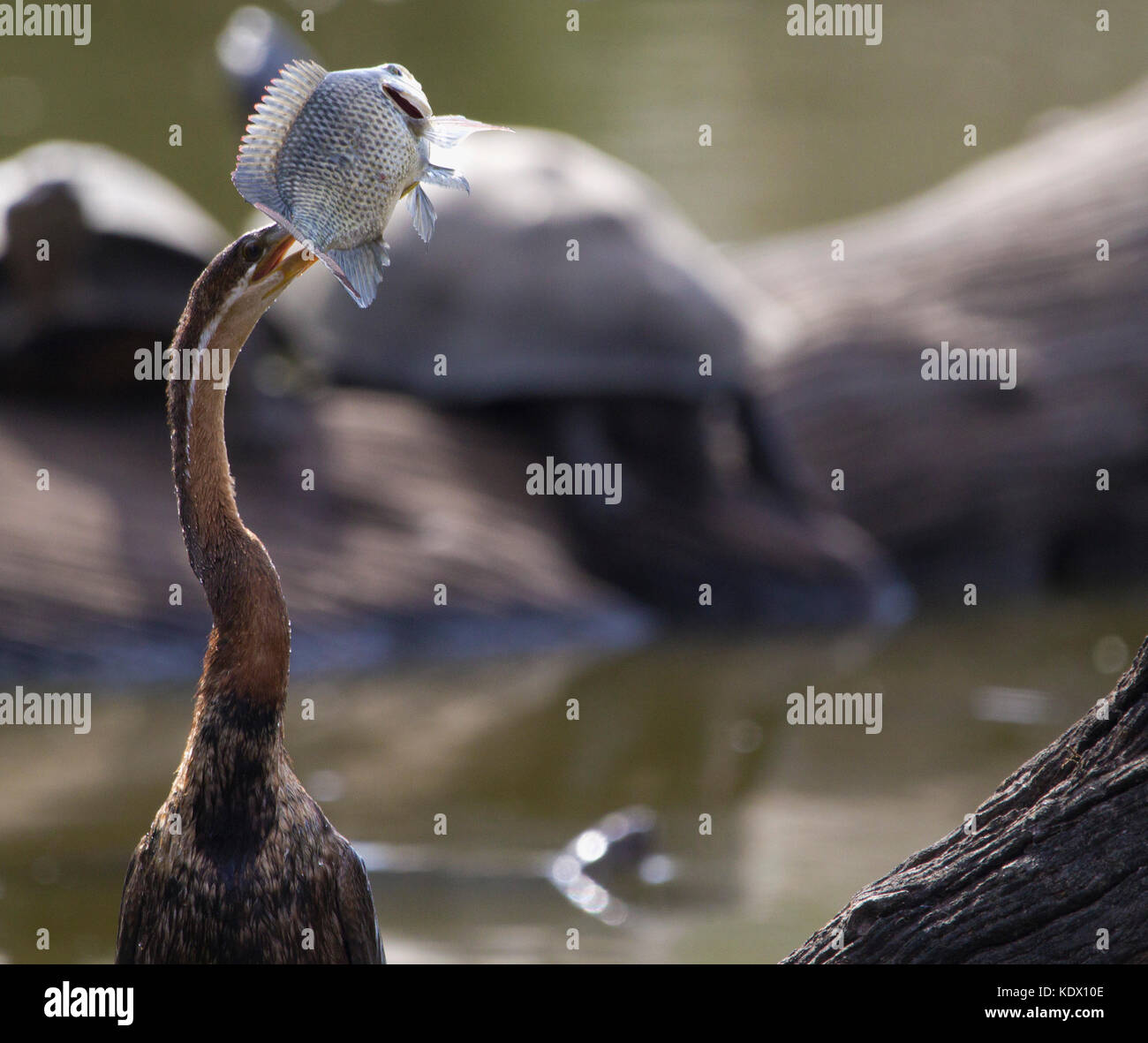African darter eating a fish, Kruger National Park, South Africa Stock ...