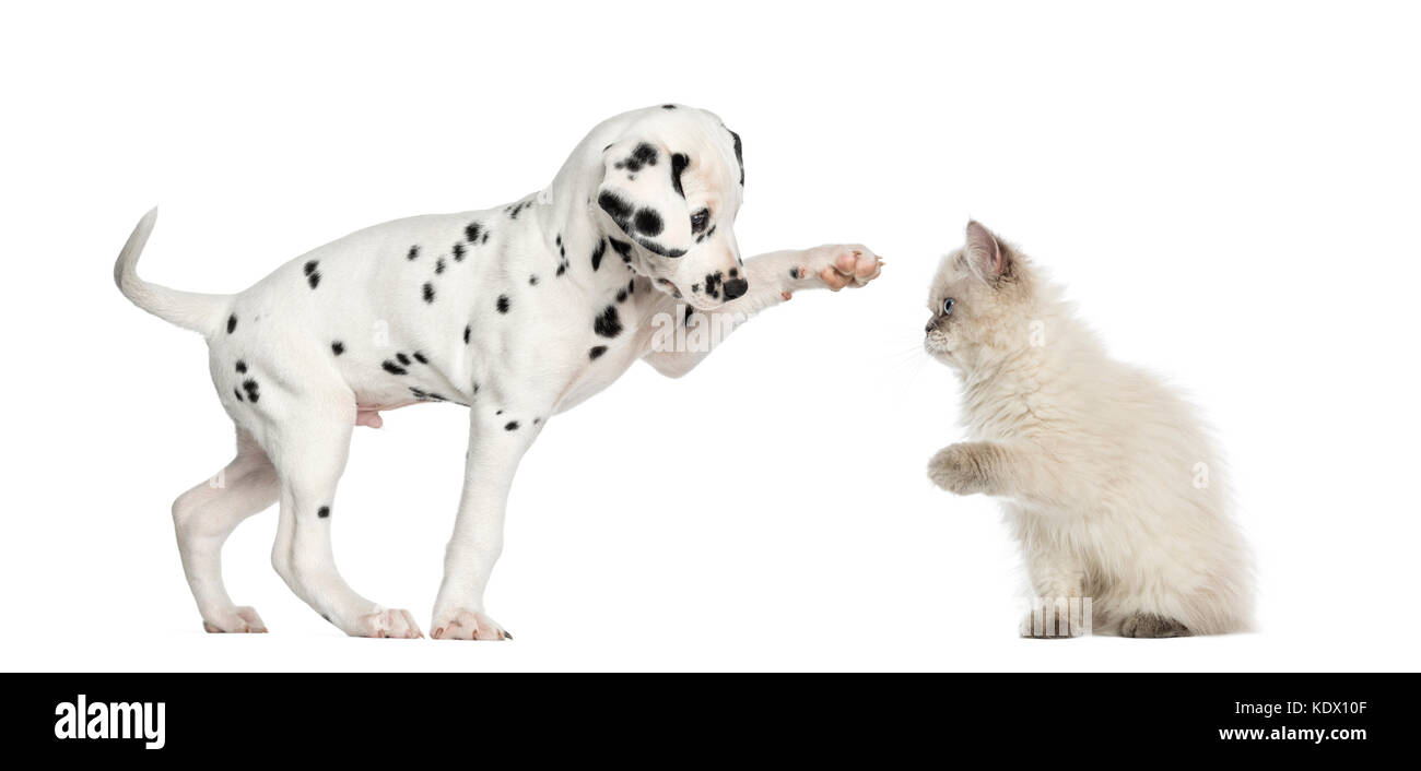 Cat high fiving hi-res stock photography and images - Alamy